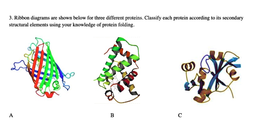 SOLVED: Ribbon diagrams are shown below for three different proteins ...