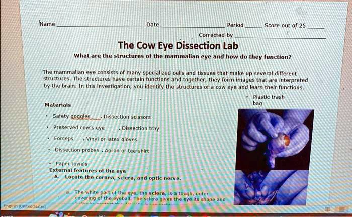 SOLVED: Name Date Period Corrected by The Cow Eye Dissection Lab Score out of 25 What are the ...