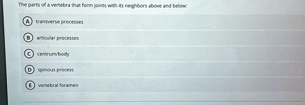 the parts of a vertebra that form joints with its neighbors above and ...