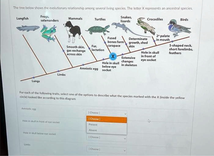 The tree below shows the evolutionary relationship among several living ...