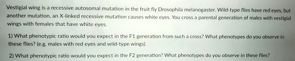 SOLVED: Vestigial wing is a recessive autosomal mutation in the fruit ...