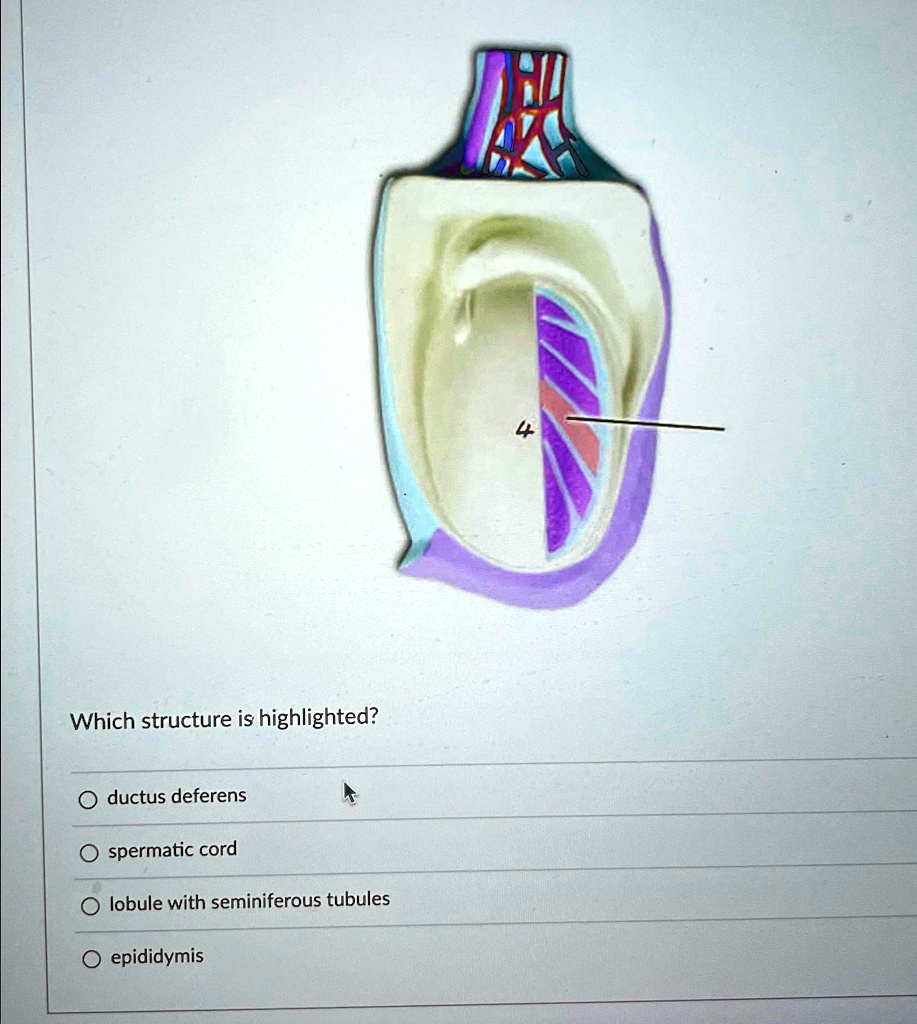 Which structure is highlighted? ? ductus deferens ? spermatic cord ...