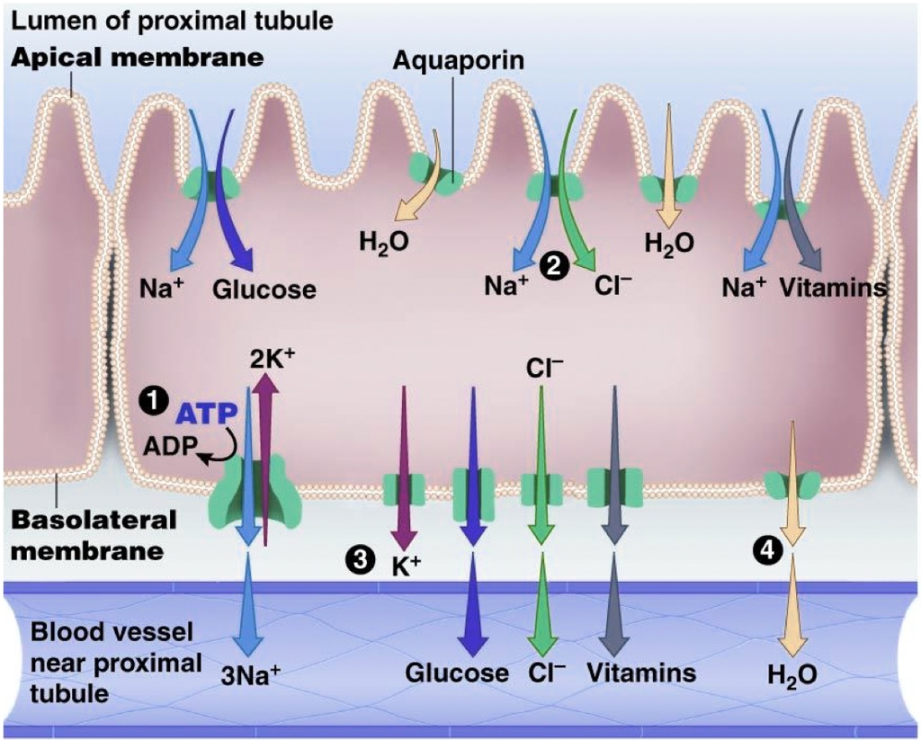 SOLVED: Lumen of proximal tubule Apical membrane Aquaporin H2O Na+ ...
