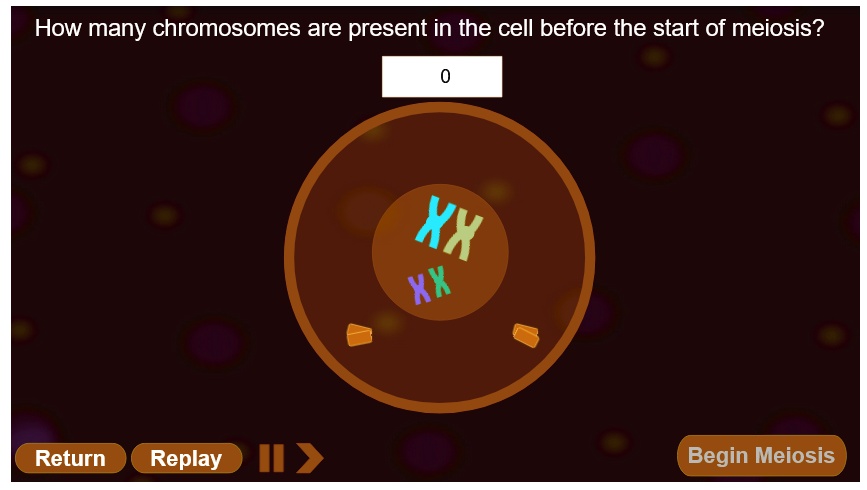 SOLVED: How many chromosomes are present in the cell before the start ...