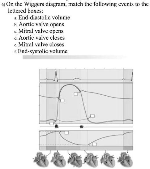 SOLVED: Wiggers Diagram Assignment On the Wiggers diagram, match the ... SOLVED: Wiggers Diagram Assignment On the Wiggers diagram, match the ...