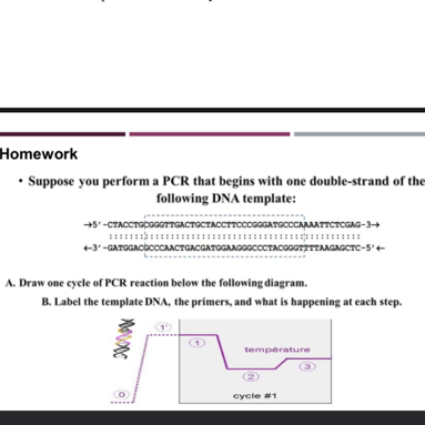 Homework - Suppose you perform a PCR that begins with one double-strand of the following DNA ...