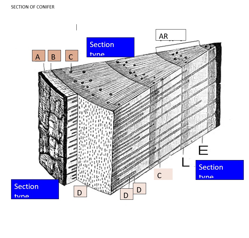 SOLVED: Label the section types and structures of conifer wood. SECTION ... SOLVED: Label the section types and structures of conifer wood. SECTION ...