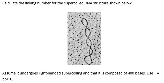 SOLVED: Calculate the linking number for the supercoiled DNA structure ...