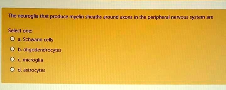 SOLVED: The neuroglia that produce myelin sheaths around axons in the peripheral nervous system ...