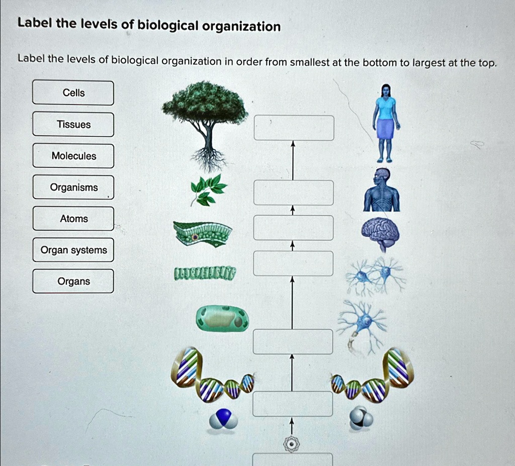 Label the levels of biological organization Label the levels of biological organization in order ...