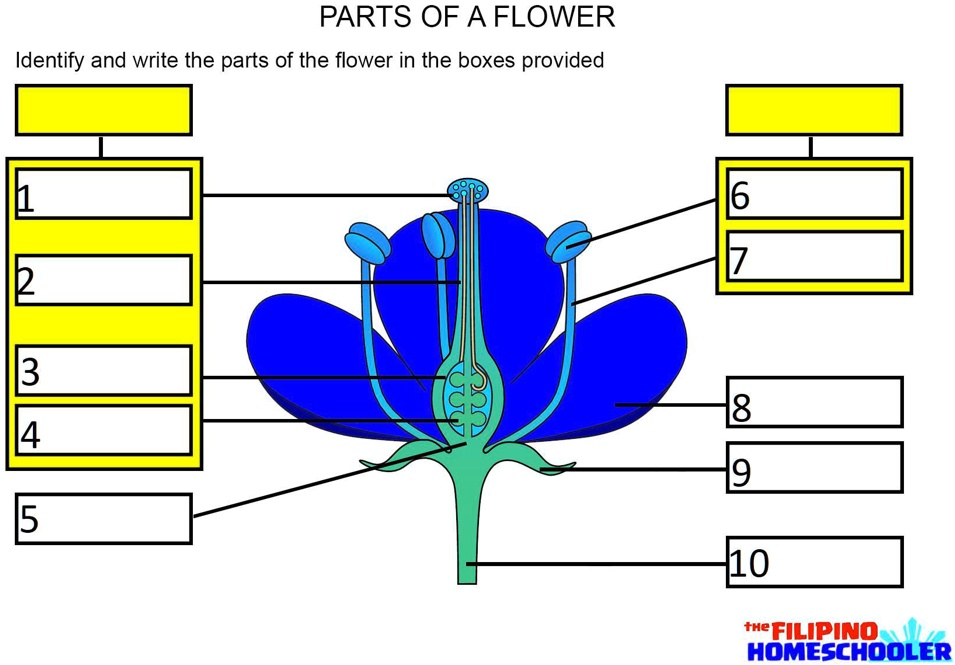 SOLVED: Parts of a Flower Identify and write the parts of the flower in ...