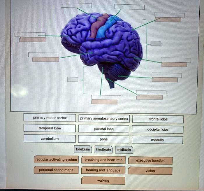 Primary Motor Cortex Primary Somatosensory Cortex Frontal Lobe Temporal Lobe Parietal Lobe