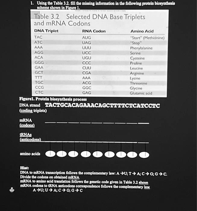 Solved Using Table 32 Fill In The Missing Information In The Following Protein Biosynthesis