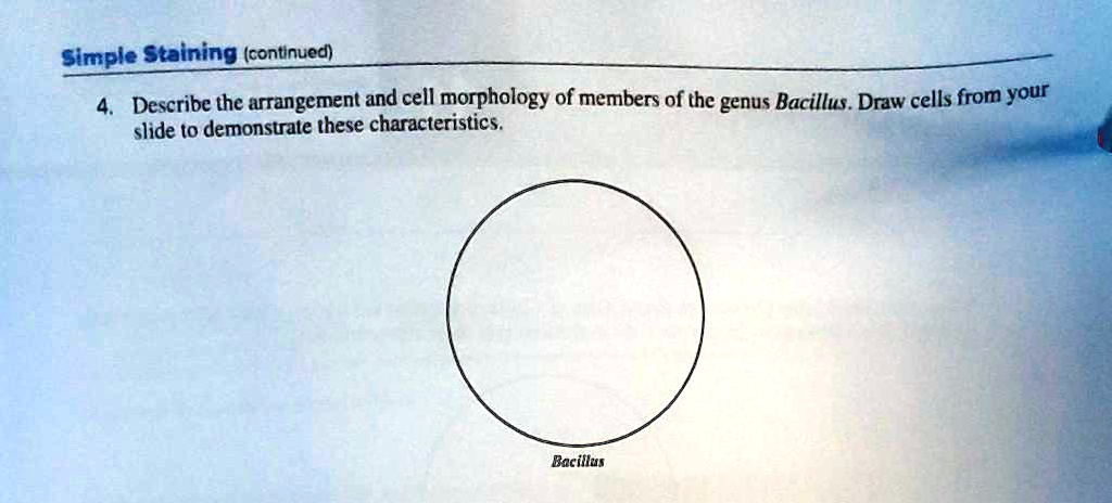 simple staining continued describe the arrangement and cell morphology ...