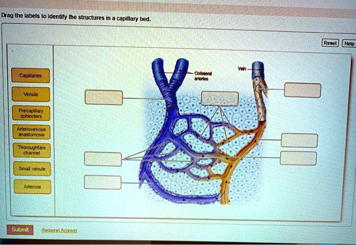 Drag the labels to identify the structures in a capillary bed ...