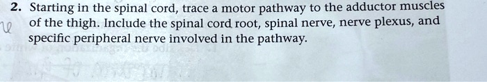 SOLVED: 2.0 Starting in the spinal cord, trace a motor pathway to the ...