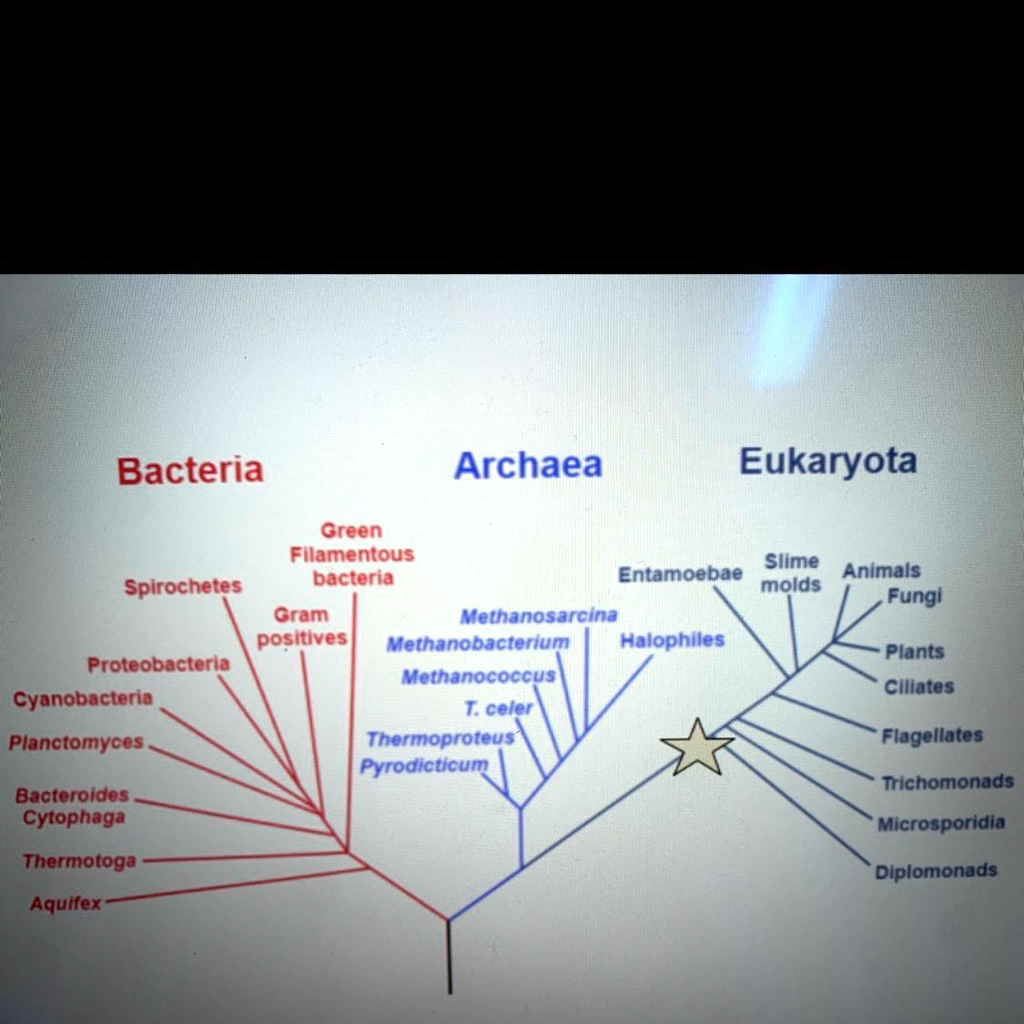SOLVED: A tree of life depicting the hypothetical phylogeny of the ...
