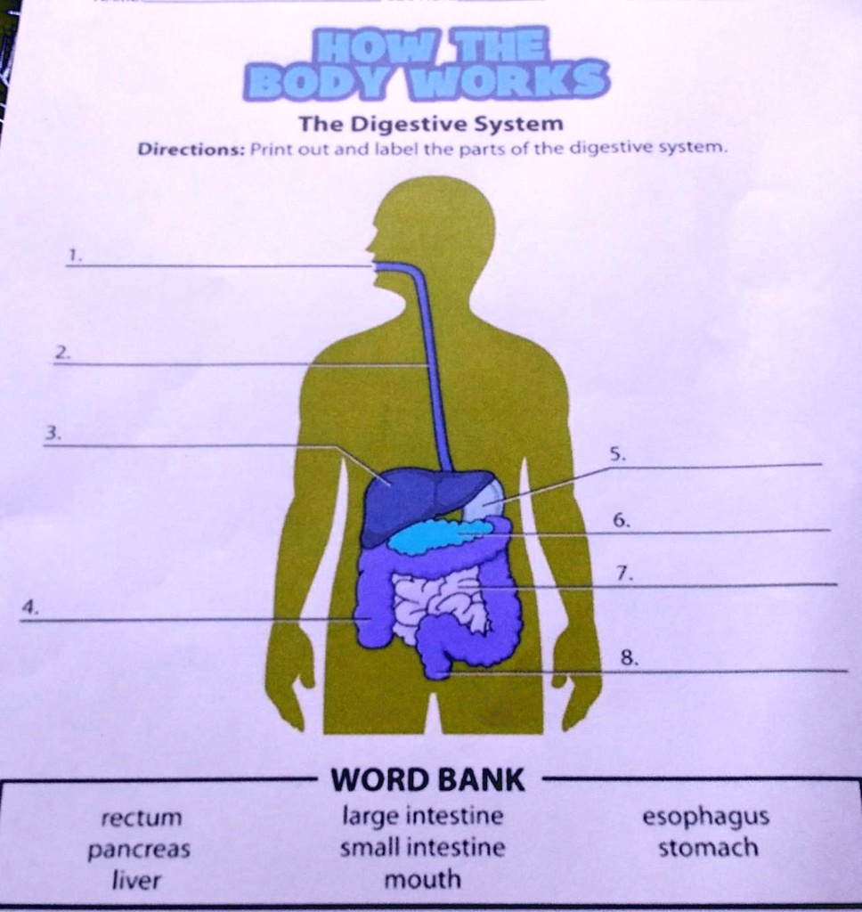 body works the digestive systempa help po conja bob wob the digestive ...
