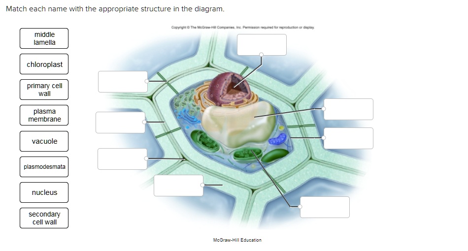 Match each name with the appropriate structure in the diagram. middle ...