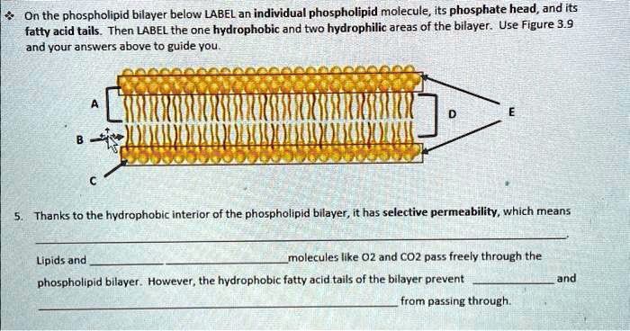 On the phospholipid bilayer below LABEL an individual phospholipid ...