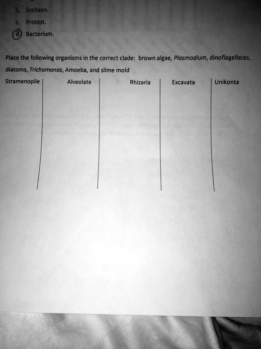 SOLVED: Riciaen. Kuotest Bacterum: Place the following organisms the ...