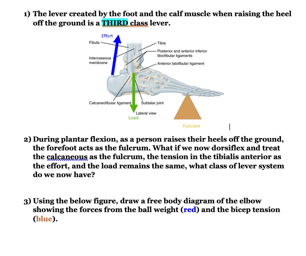 1 the lever created by the foot and the calf muscle when raising the ...