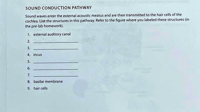 SOUND CONDUCTION PATHWAY Sound waves enter the external acoustic meatus and are then transmitted ...