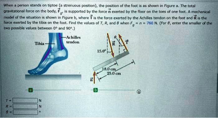 SOLVED: When person stands on tiptoe (a strenuous position), the ...