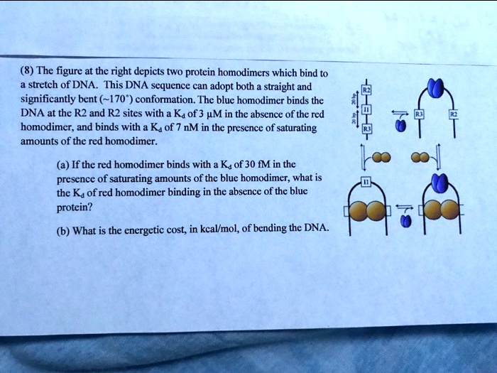 8 the figure at the right depicts two protein homodimers which bind to ...