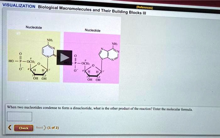 SOLVED: VISUALIZATION: Biological Macromolecules and Their Building Blocks Nucleotide Nucleotide ...