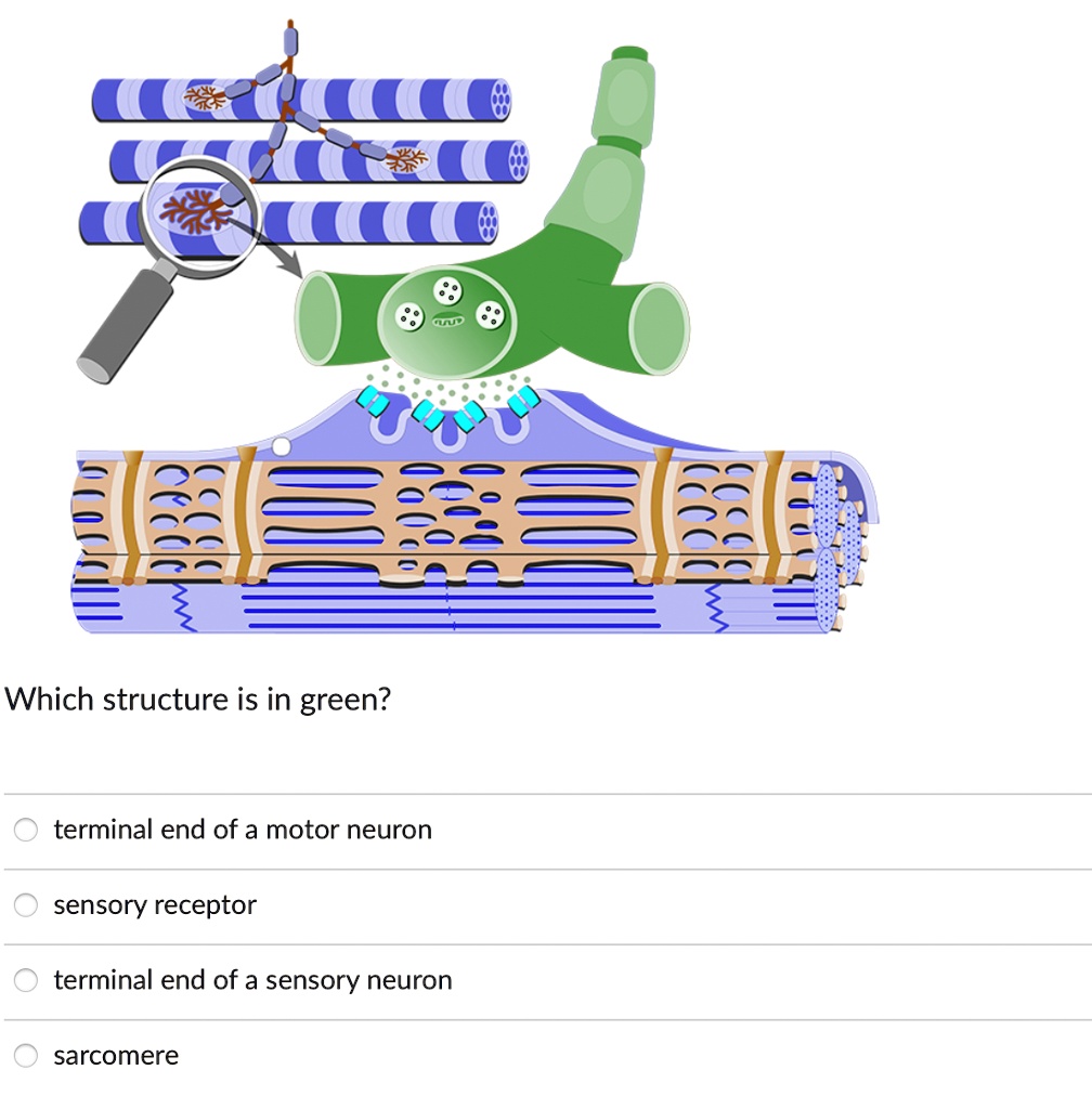SOLVED: 'What is this a diagram of? Which structure is in green ...