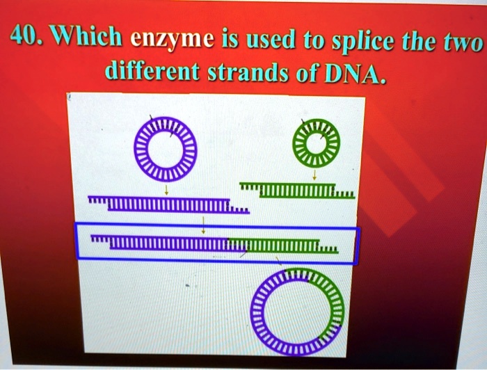 SOLVED: 40. Which enzyme is used to splice the two different strands of ...