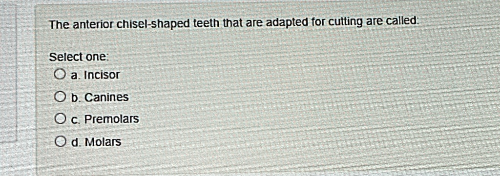 the anterior chisel shaped teeth that are adapted for cutting are ...