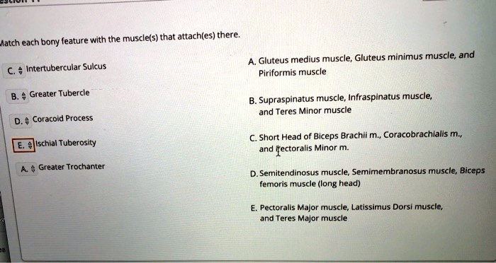 SOLVED: Match each bony feature with the muscle(s) that attach(es ...