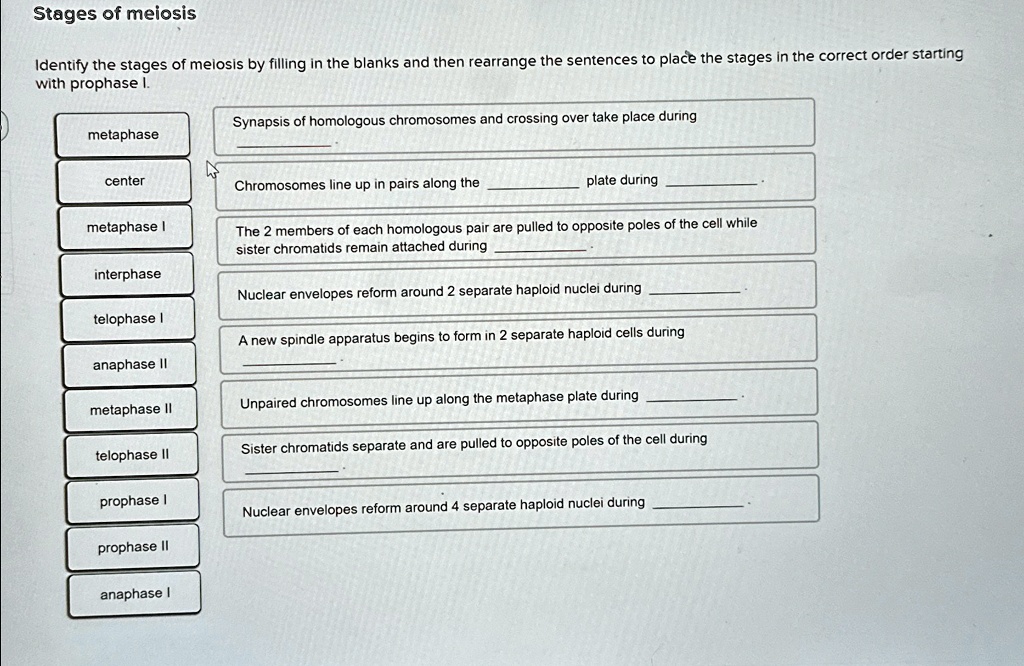 SOLVED: Stages of meiosis Identify the stages of meiosis by filling in the blanks and then ...