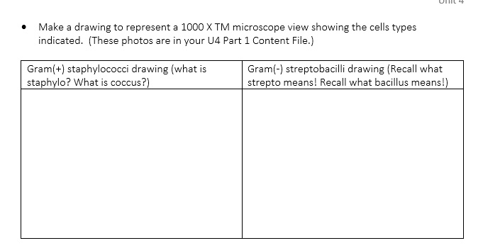 Make a drawing to represent a 1000 X TM microscope view showing the ...