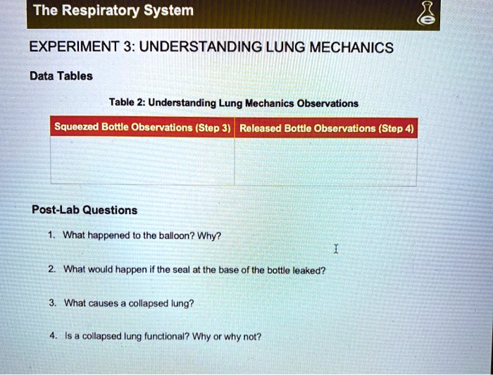 SOLVED:The Respiratory System EXPERIMENT 3: UNDERSTANDING LUNG ...