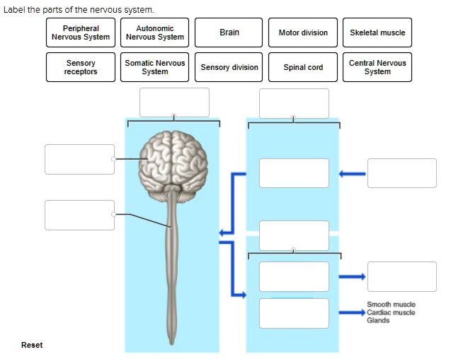 Label the parts of the nervous system. Peripheral Autonomic Nervous ...