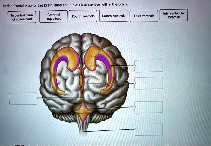 In the frontal view of the brain, label the network of cavities within ...