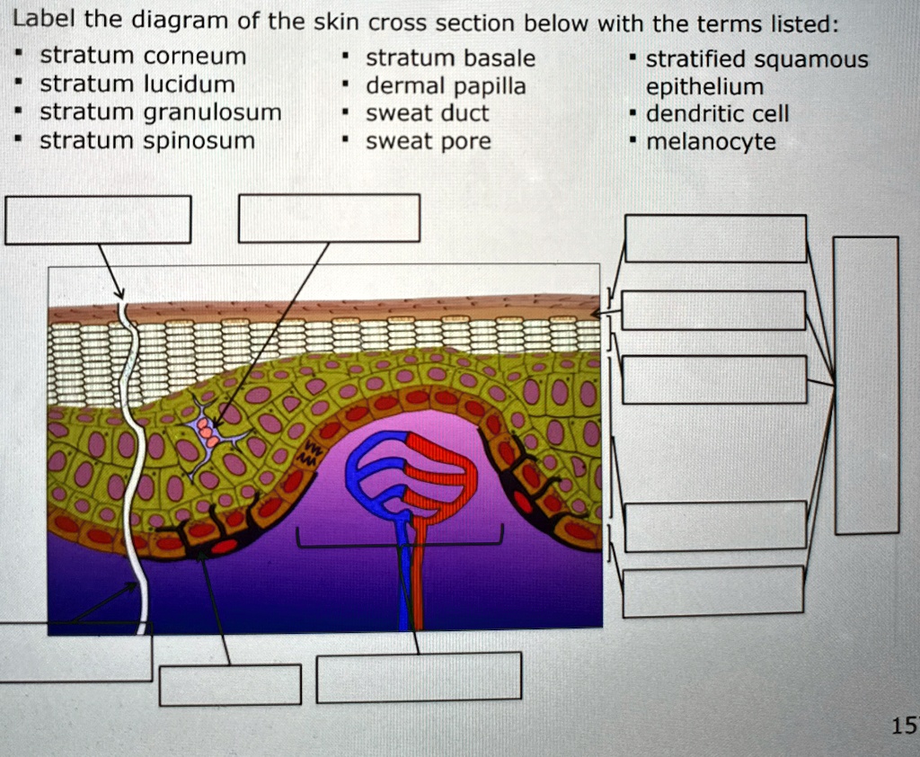 [GET ANSWER] Label the diagram of the skin cross section below with the ...