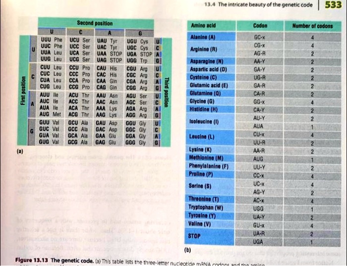 SOLVED: The intricate beauty of the genetic code 533 Second position ...