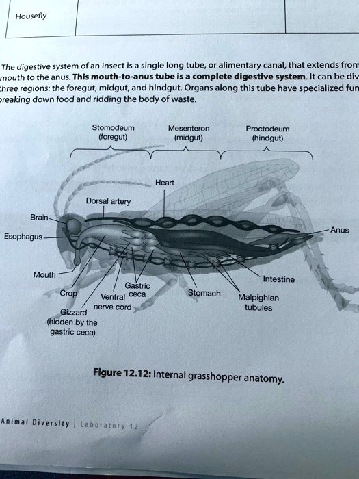 housefly the digestive system of an insect is single long tube ...