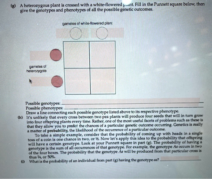 SOLVED: A heterozygous plant is crossed with a white-flowered plant ...