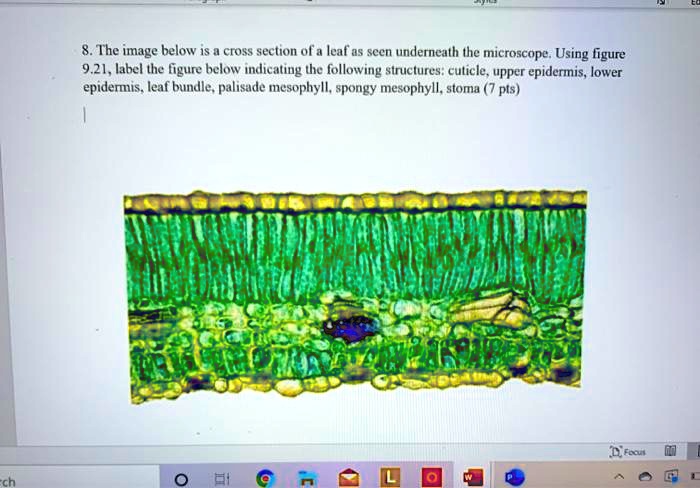the image below 1s cross section of a leaf as seen underneath the ...