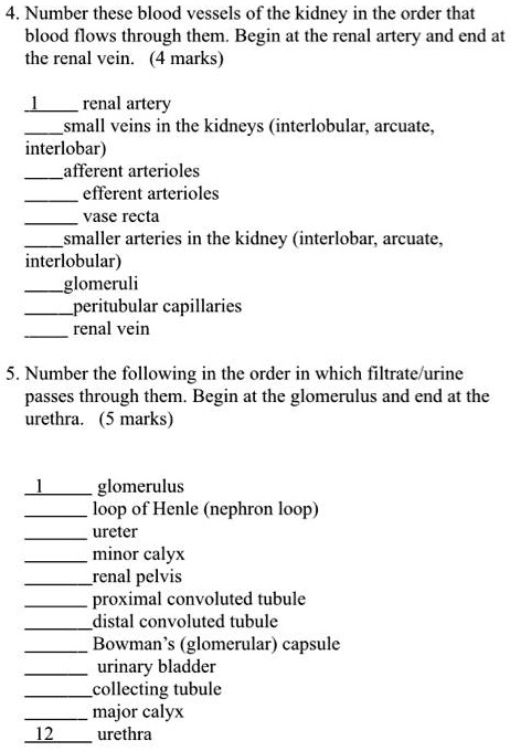 number these blood vessels of the kidney in the order that blood flows ...