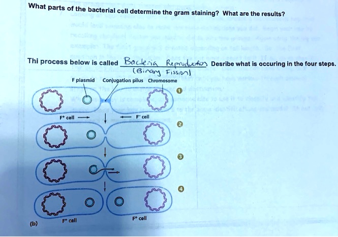 What parts of the bacterial cell determine the gram staining? What are the results? Thi process ...