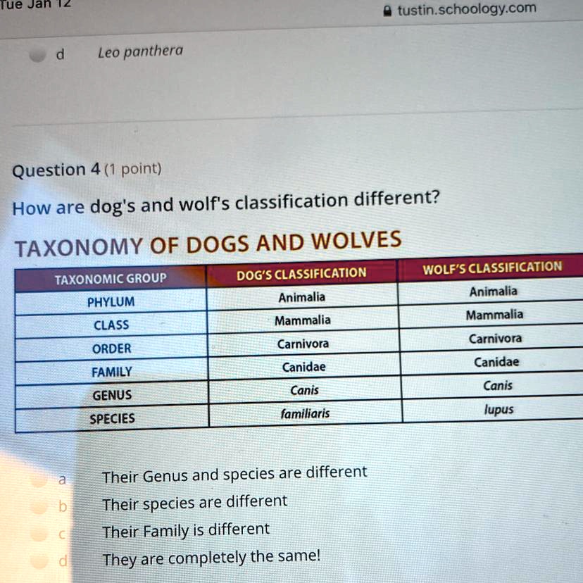 Tue Jan 12 tustin.schoology.com d Leo panthera Question 4 (1 point) How are dog's and wolf's ...