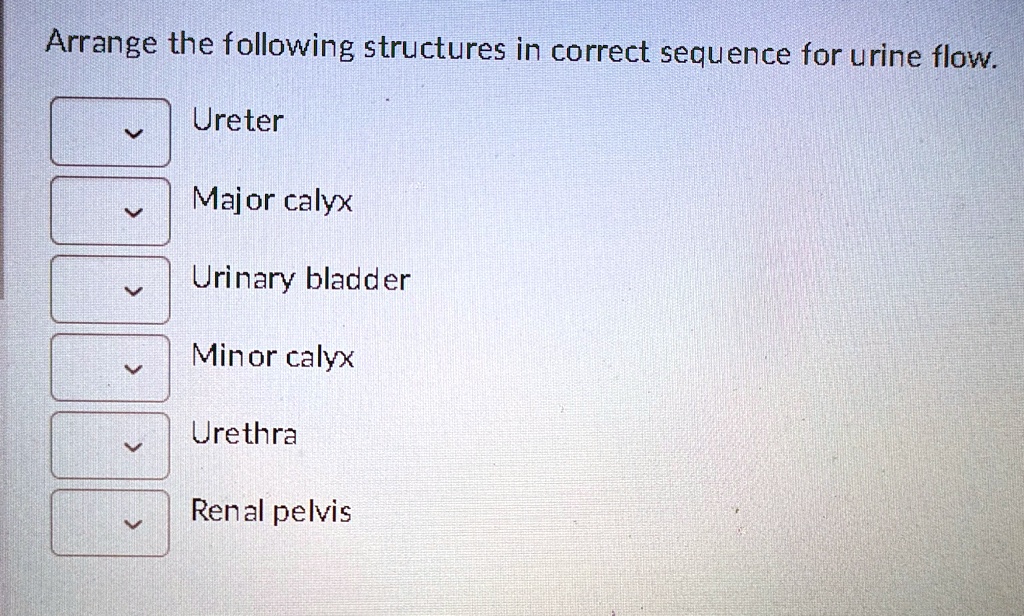 arrange the following structures in correct sequence for urine flow ureter major calyx urinary ...