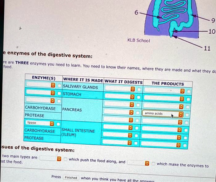 e enzymes of the digestive system: re are THREE enzymes you need to ...