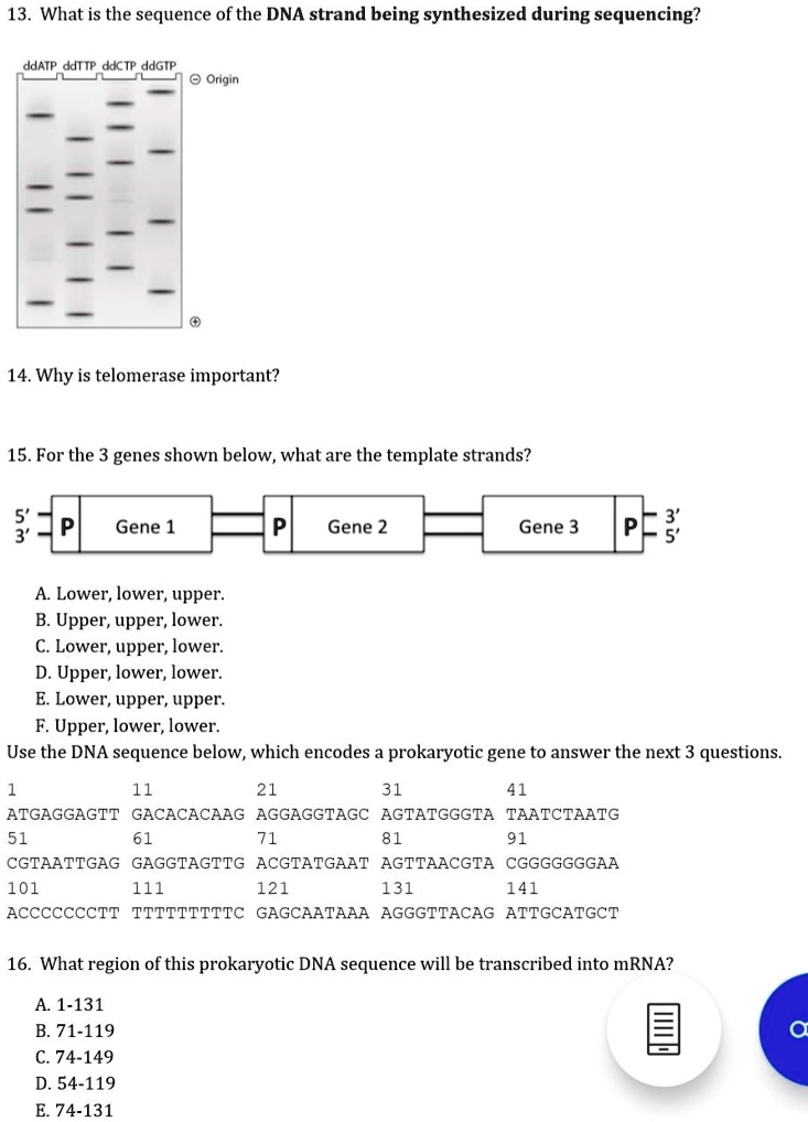 13 what is the sequence of the dna strand being synthesized during ...